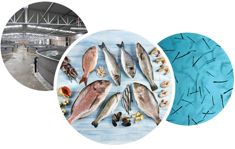 Turkish Seafood - Explore Turkish Seafood